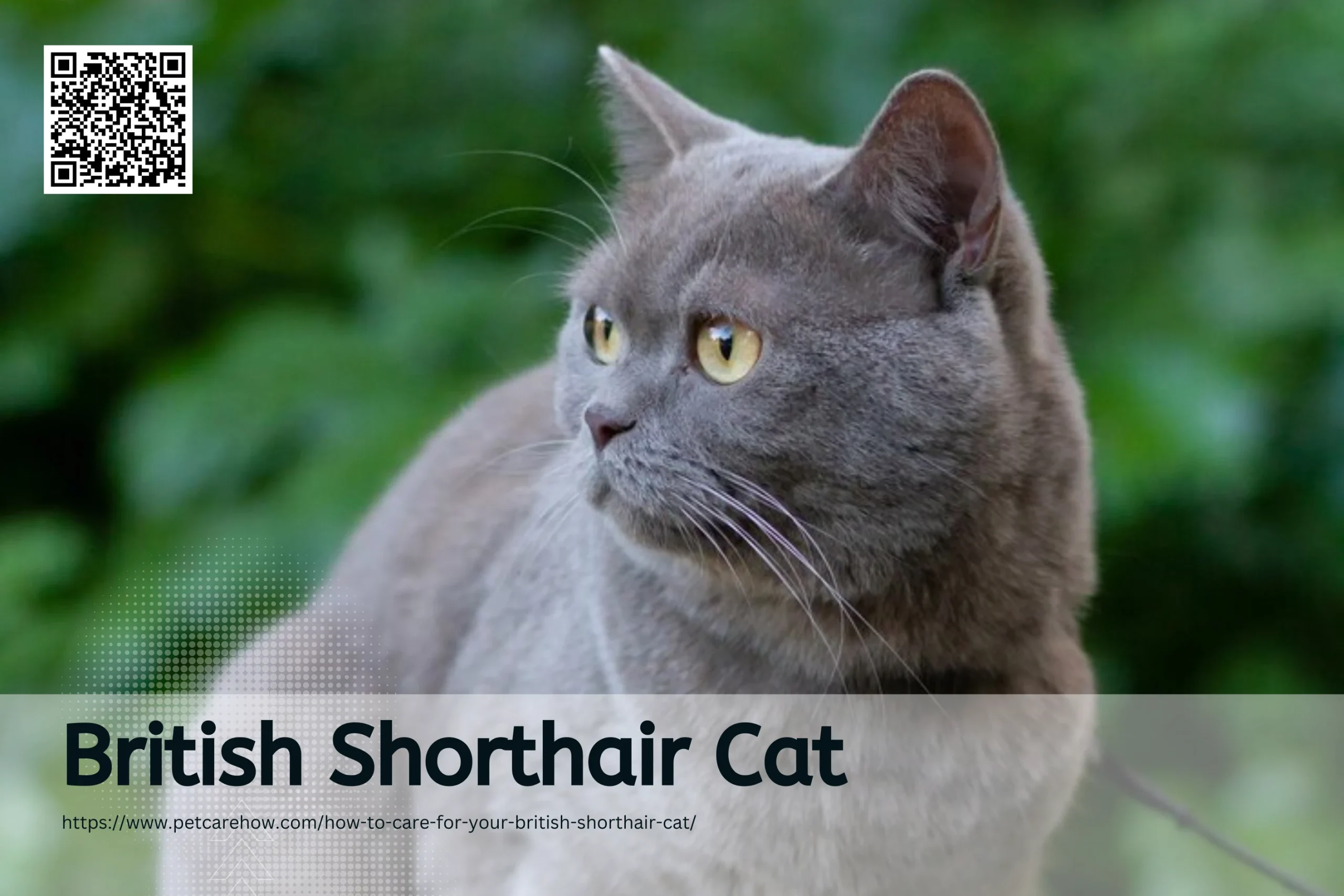 How to care your British Shorthair Cat - Pet Care How