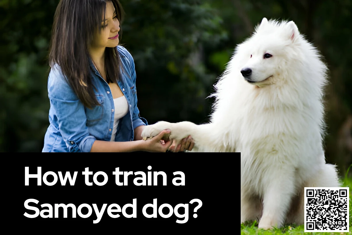 How to train a Samoyed dog? - Pet Care How
